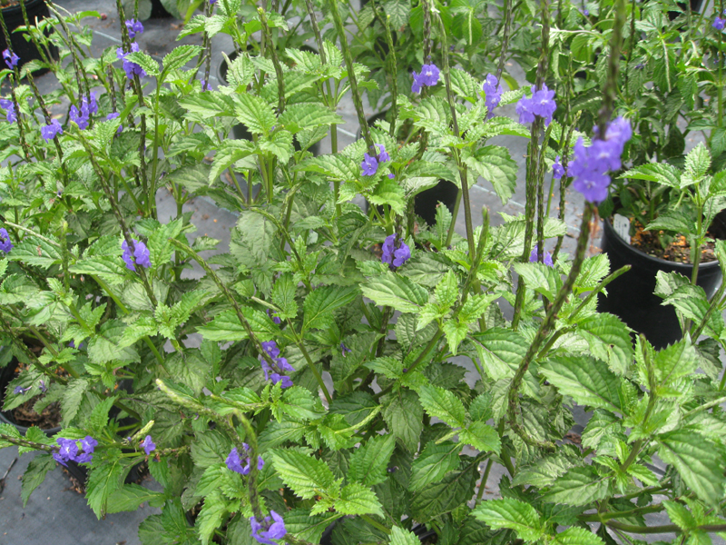 Online Plant Guide - Stachytarpheta jamaicensis / Blue Porterweed